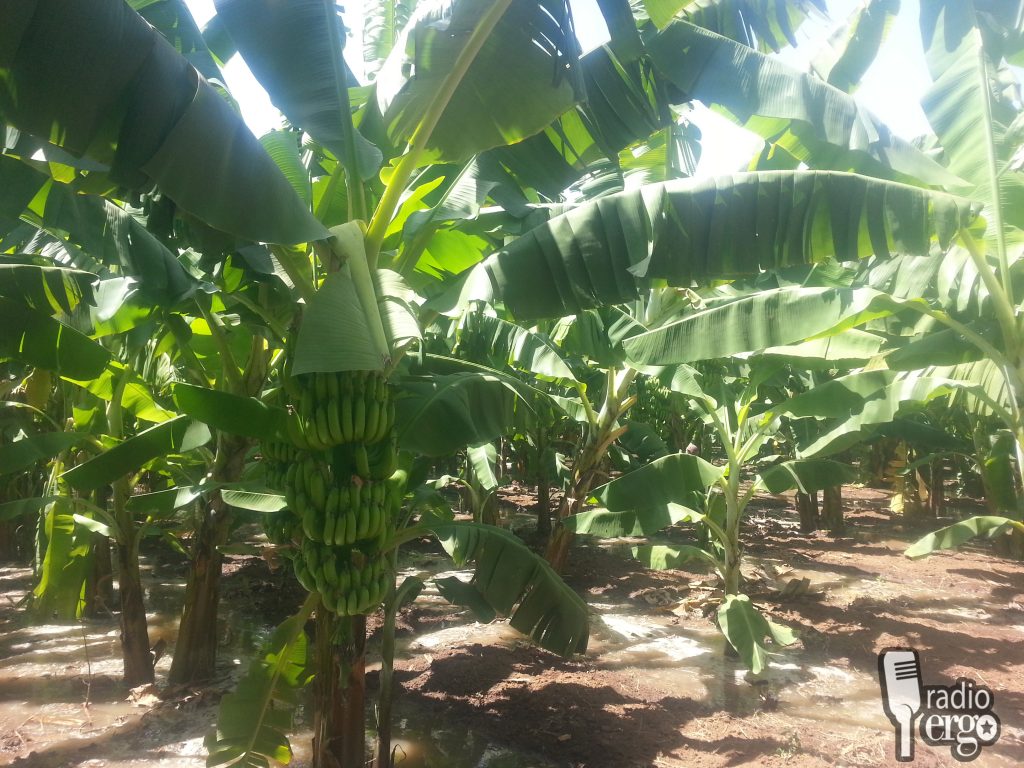 Barnaamijka beeraha - Radio Ergo - Somali Humanitarian News and Information