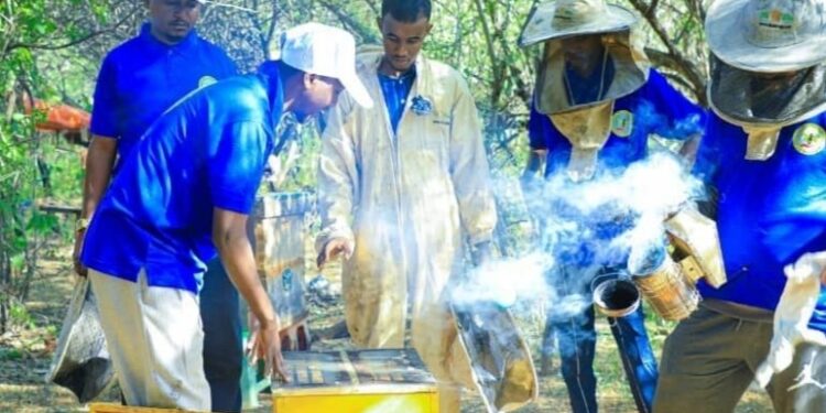 Bay: Qoysas nolol xumo ka soo kabanaya markii ay bilaabeen dhaqashada shinida - Radio Ergo ...